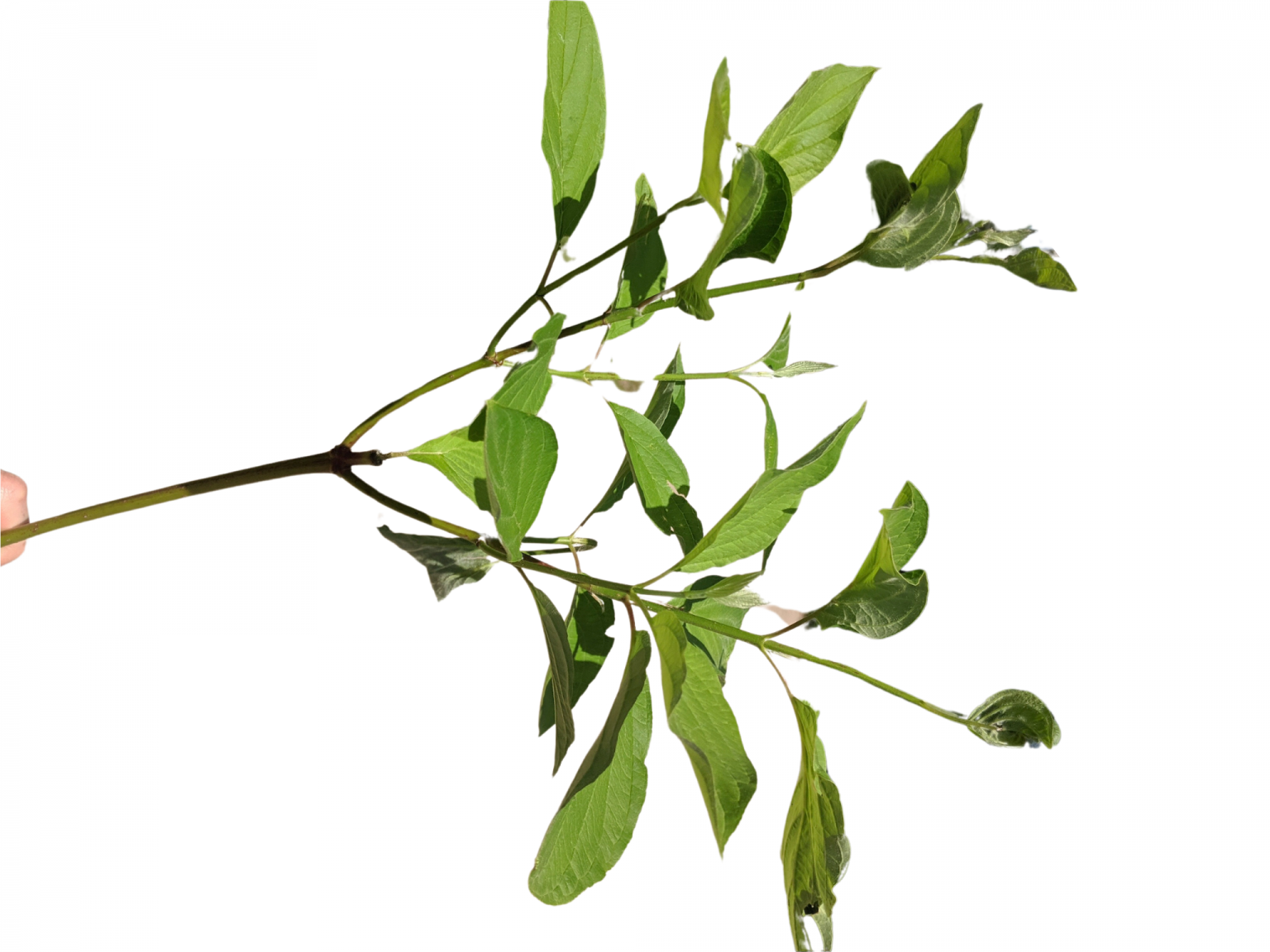 The Importance of Tobacco (Asemaa) - Seven Generations Education Institute